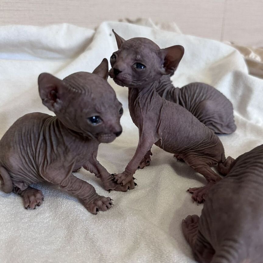 Канадский сфинкс котёнок