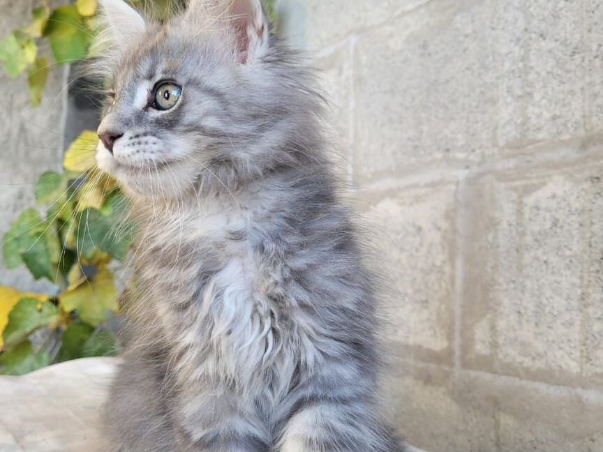 Котята мейн-кун