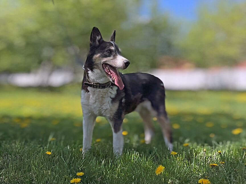 Чак из приюта в поисках своего человека