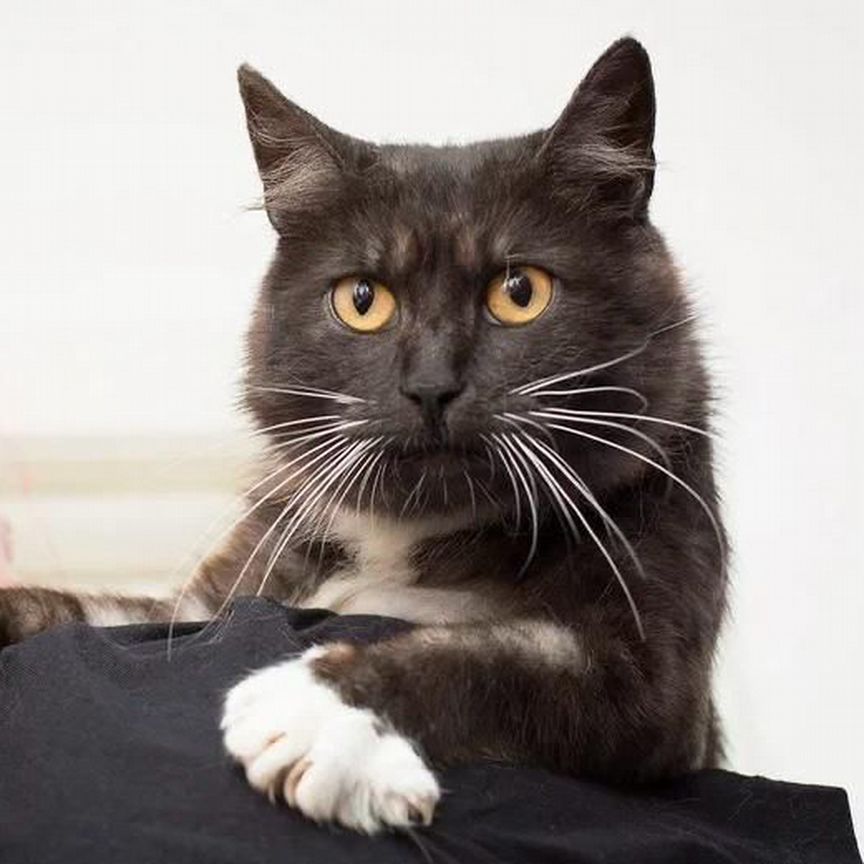 Кошка Курочка с шикарными усами ждет семью