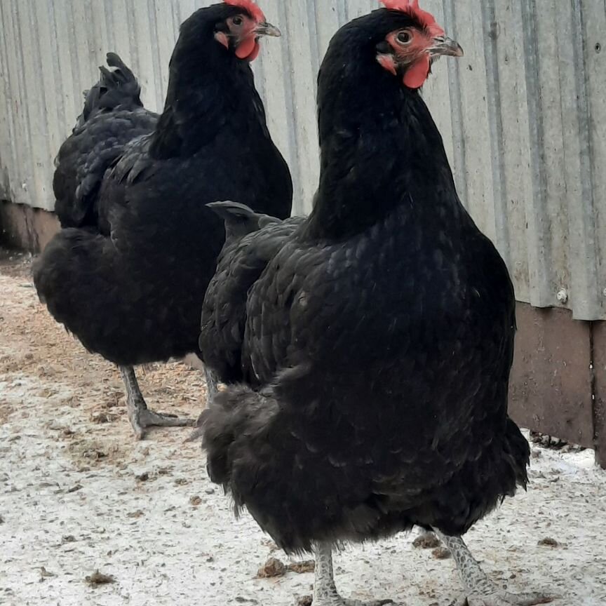 Инкубационное яйцо кур Джерсийский гигант