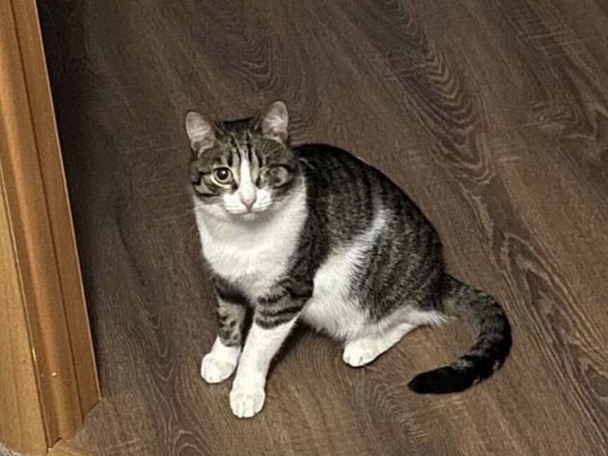 Одноглазый котик в добрые руки