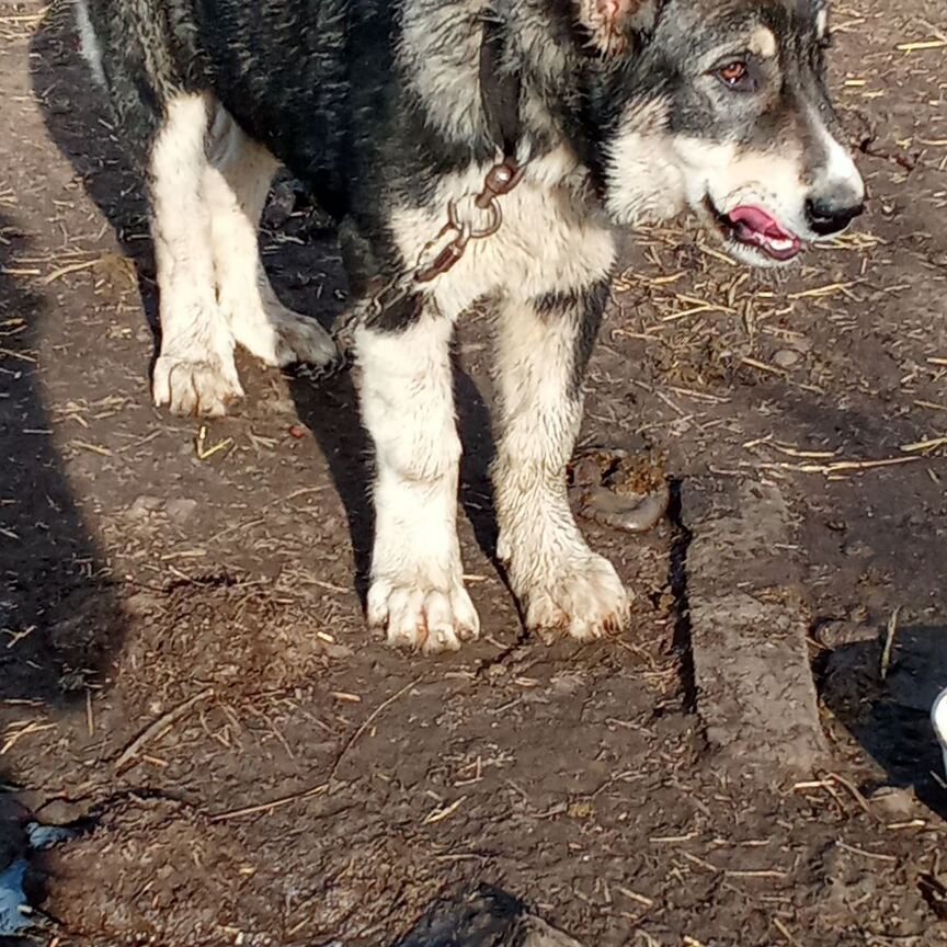 Кавказский волкодав