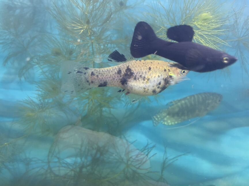 Отдам 2 гурами 2 молли 2 сомика