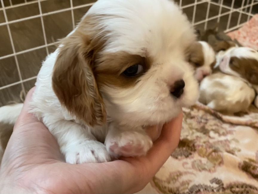 Кавалер Кинг Чарльз спаниель щенок мальчик