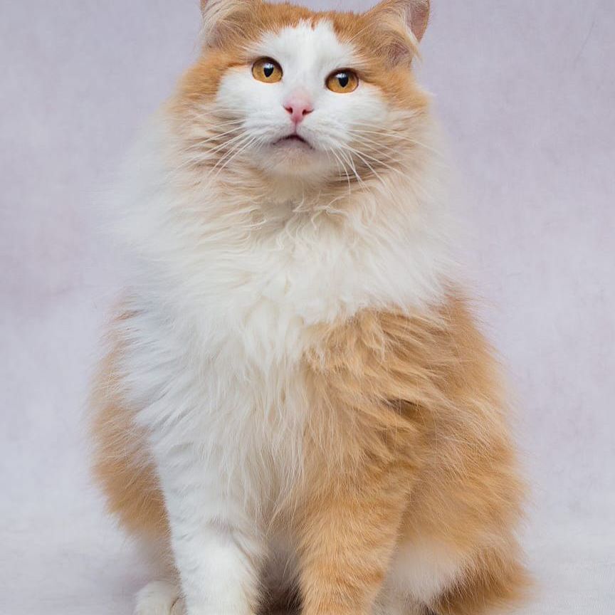 Сибирский рыжий котик в дар