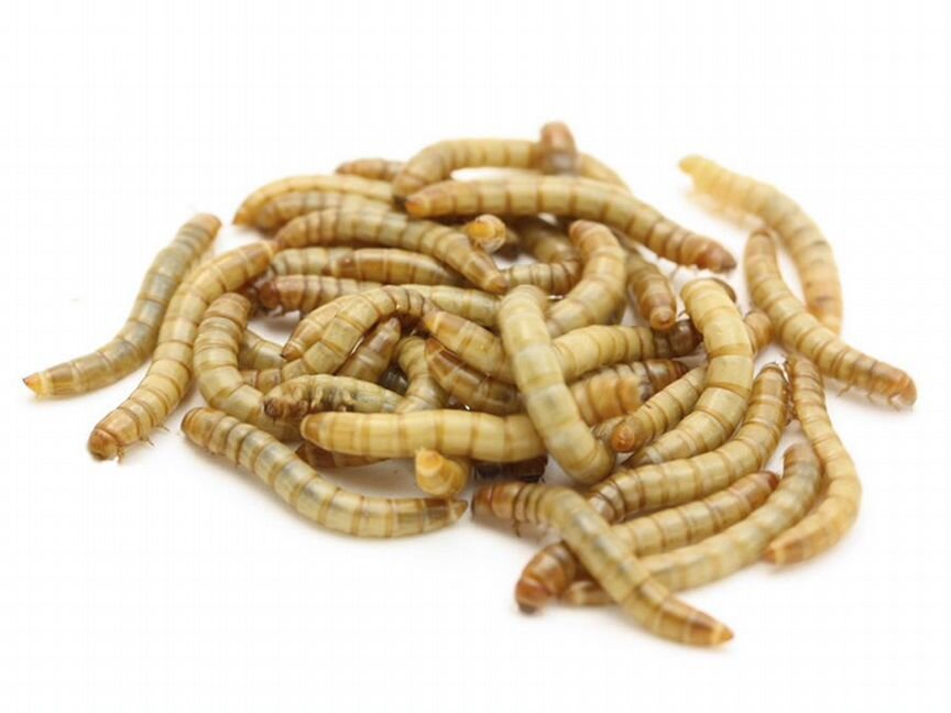 Мучной червь живой