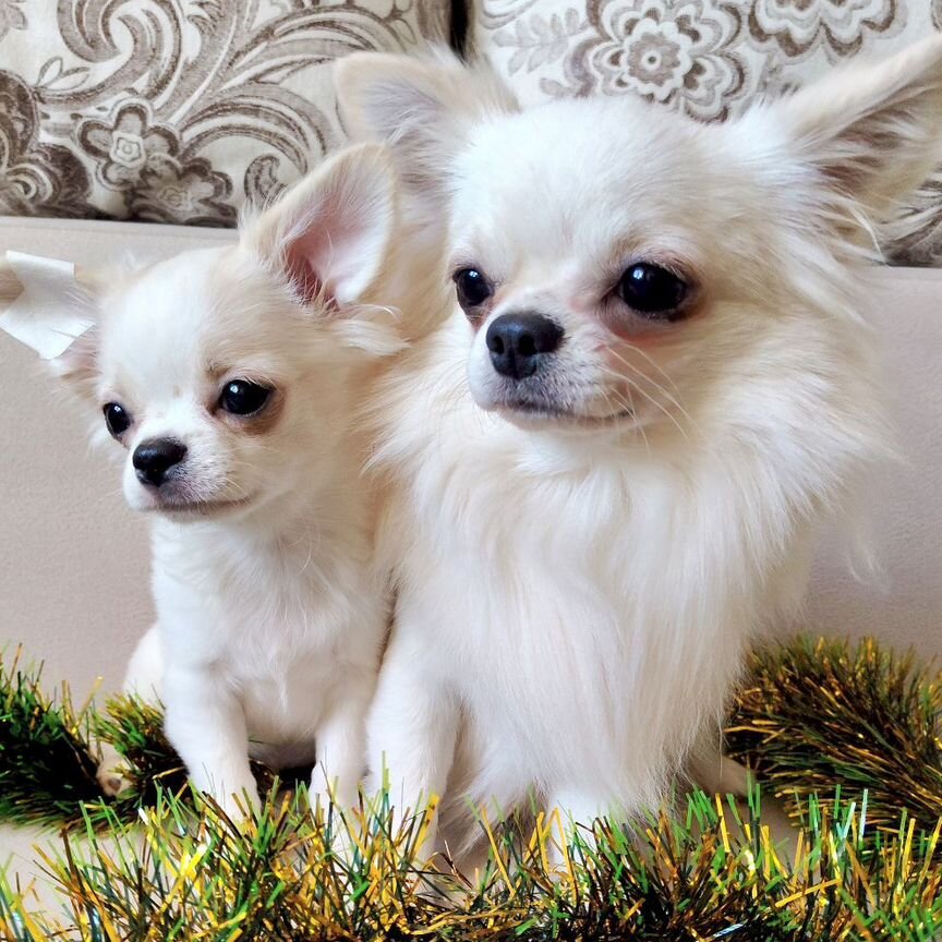 Чихуахуа, щенок