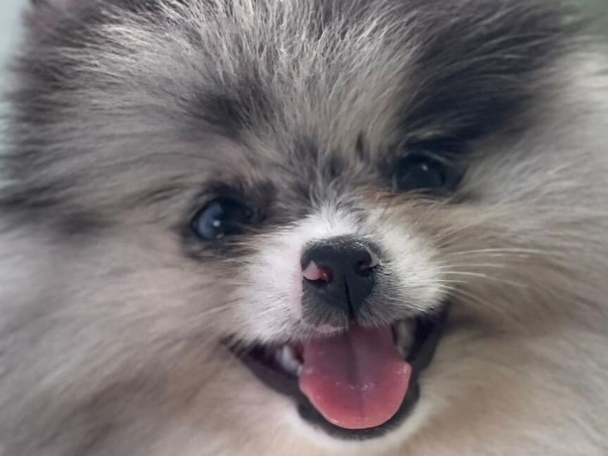 Мальчик шпиц редкого окраса мерле