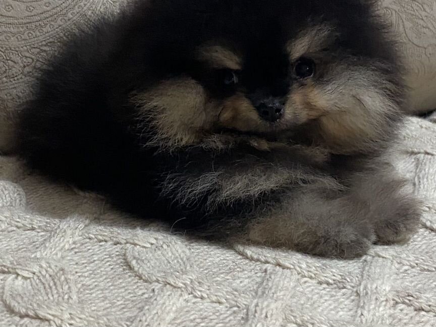 Померанский шпиц тип мишка мини micro