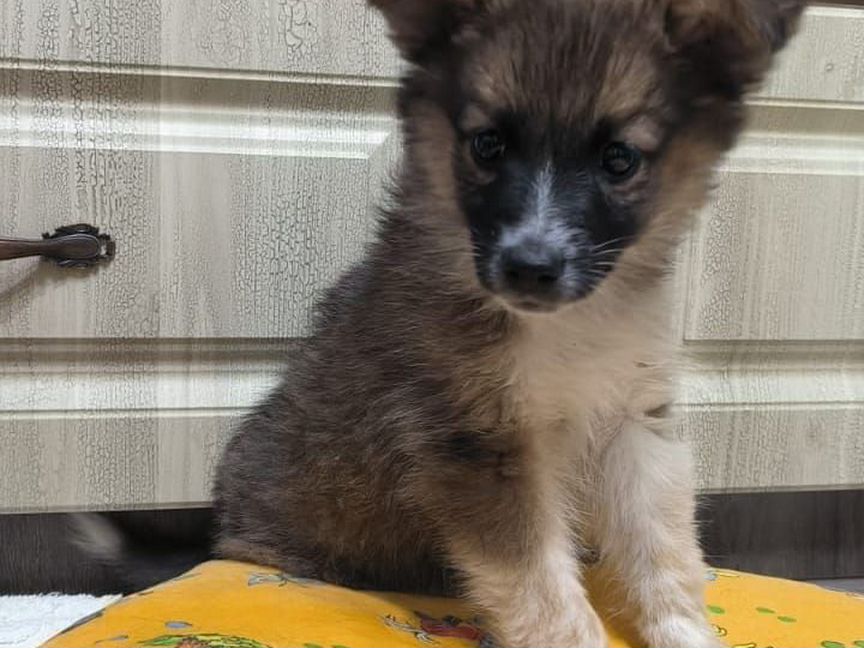 Щенок мальчик 2 мес - в добрые руки