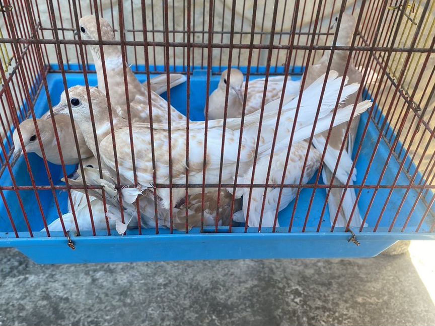 Голуби горлицы