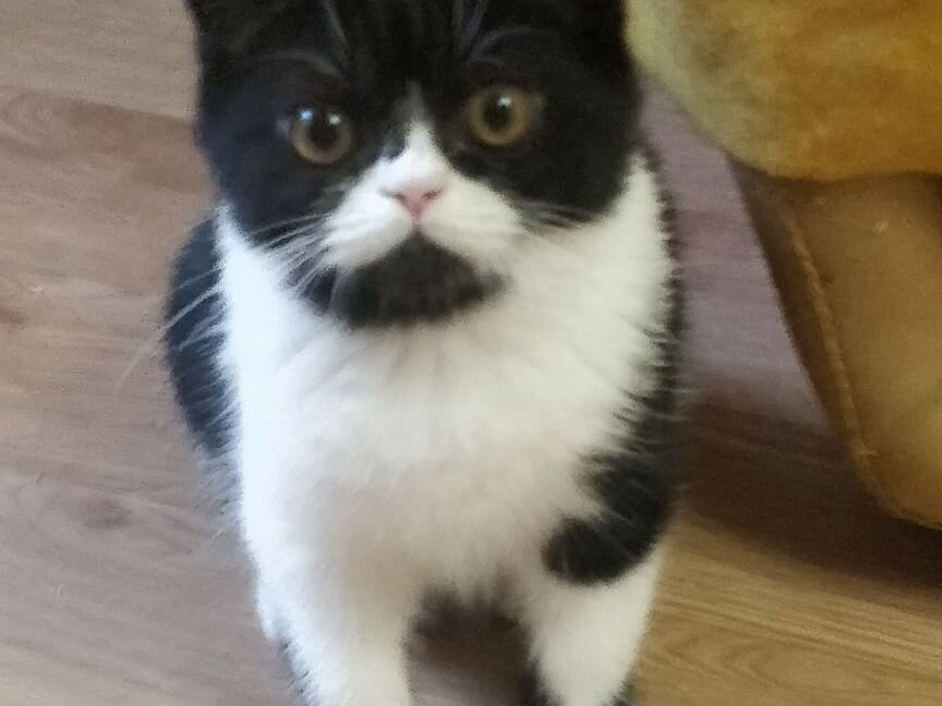 Кошки