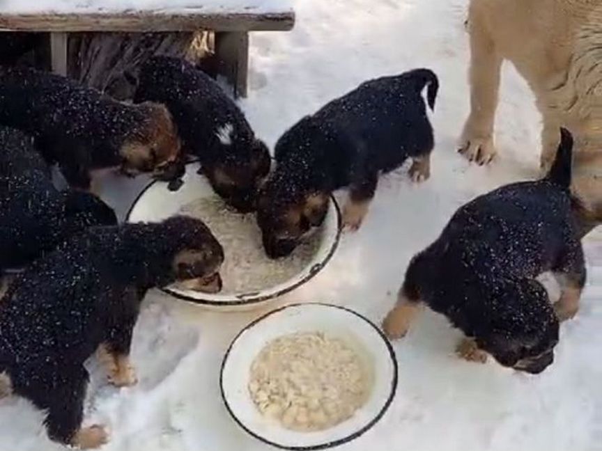 Щенки в добрые руки