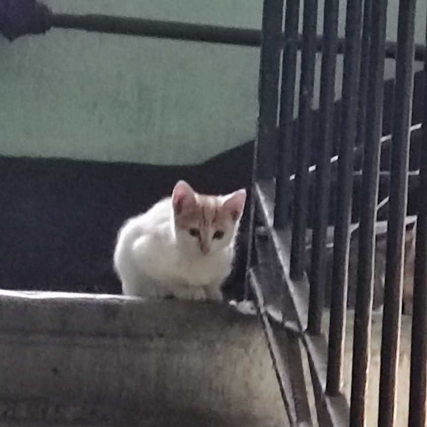 Кошка и котята