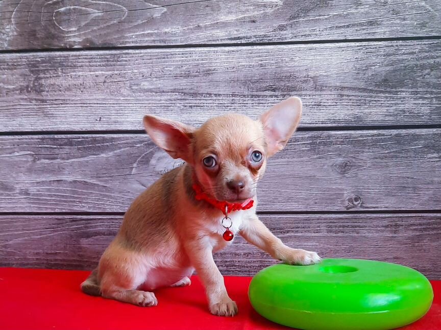 Девочка чихуахуа. Стандарт