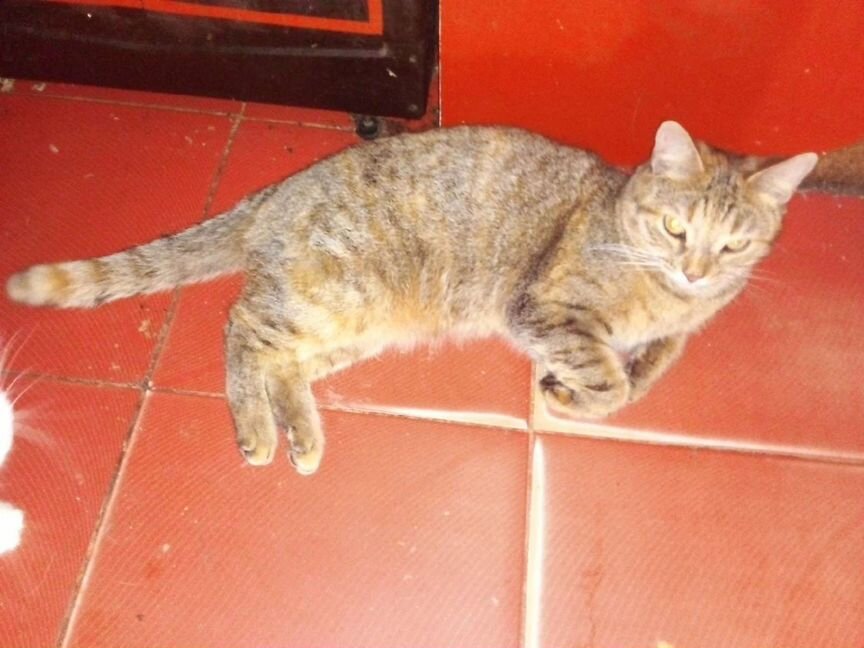 Кошка по кличке мама