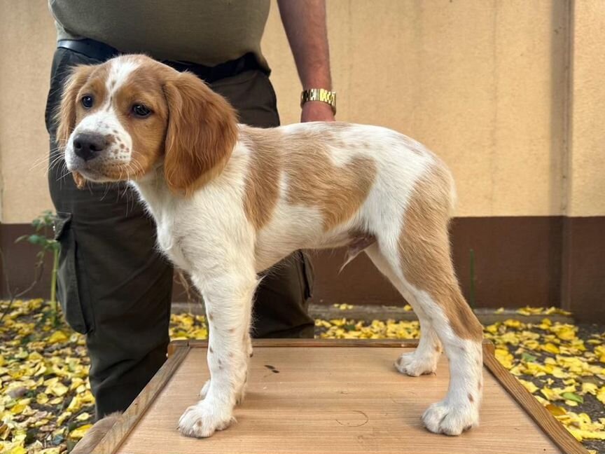 Щенки Бретонского эпаньоля (Бретон )
