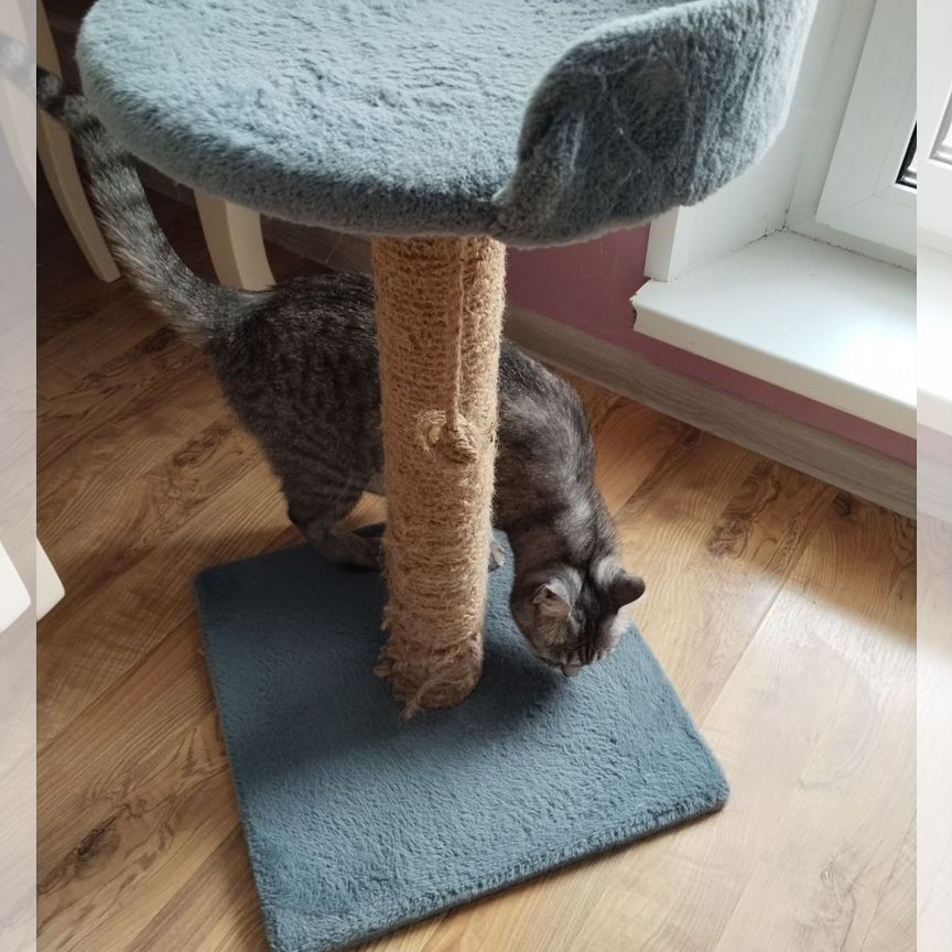 Когтеточка