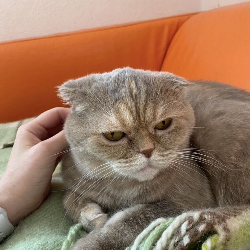 Шотландская вислоухая кошка