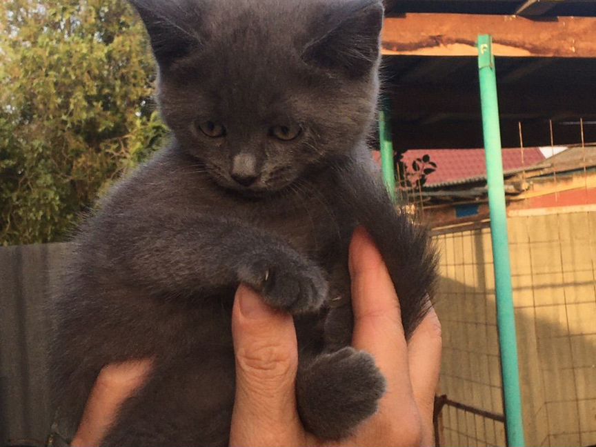 Котята(полупородистые)