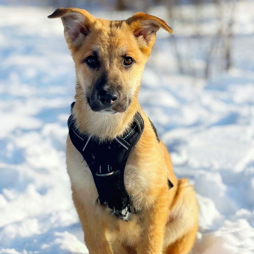 Щенок в добрые руки