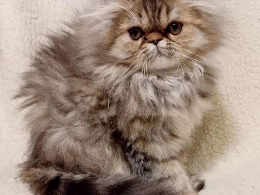 Персидские котята