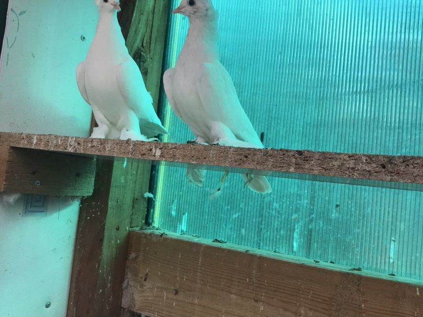 Продажа голубей