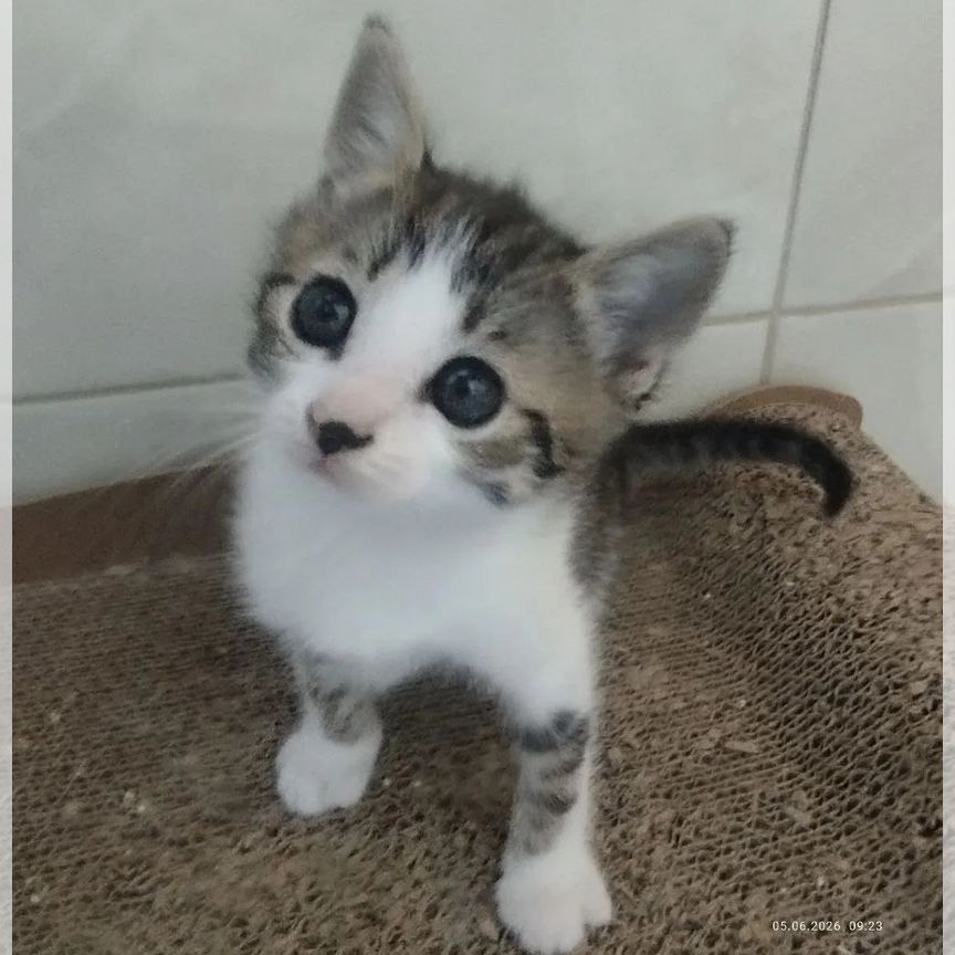 Котёнок в добрые руки