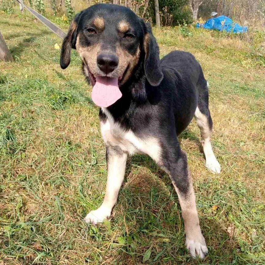 Собака в добрые руки