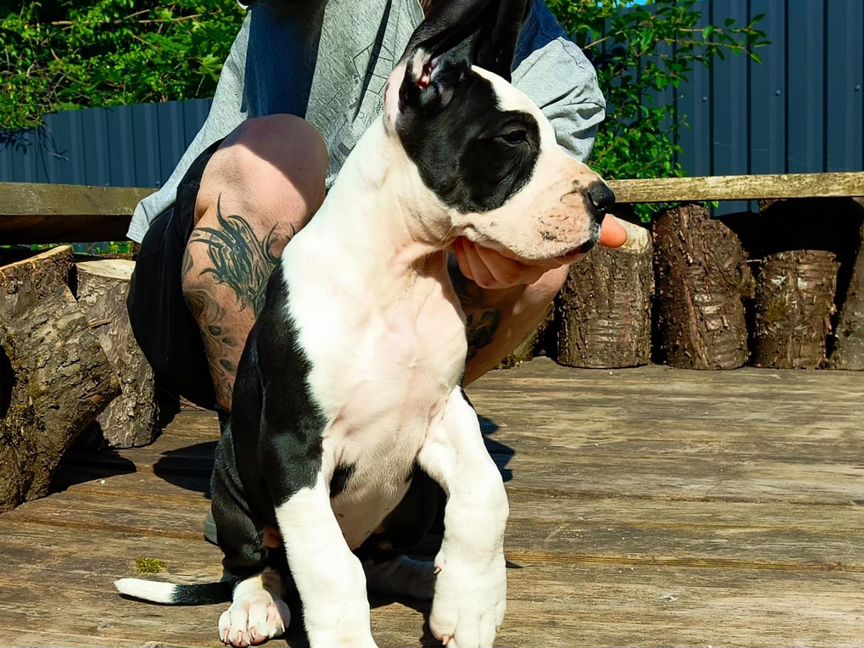 Немецкий дог