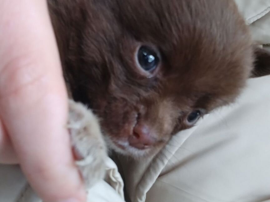 Чихуахуа мини