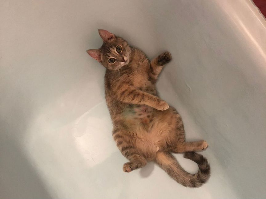 Кошка ищет дом