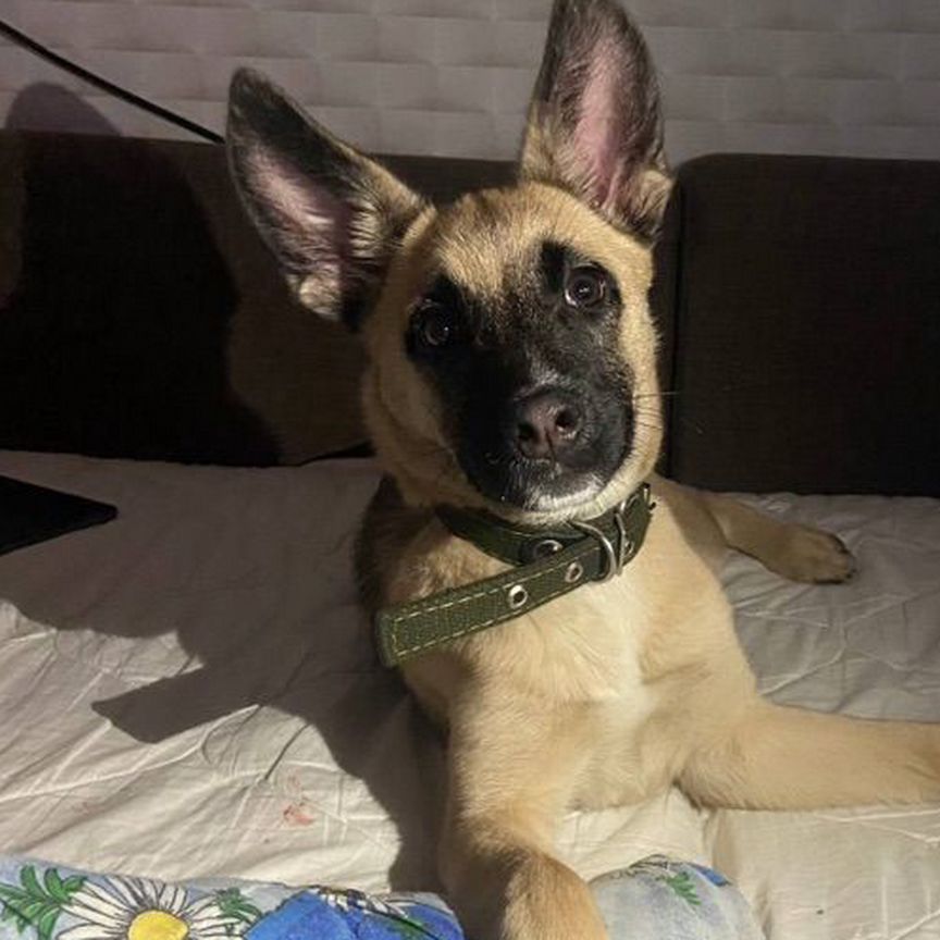 Бельгийская овчарка