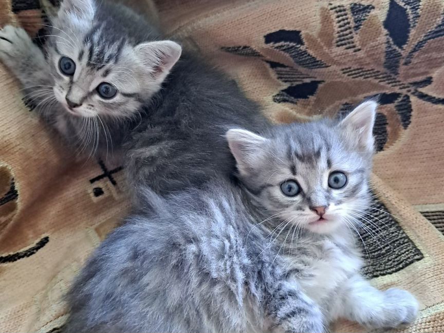 Котята