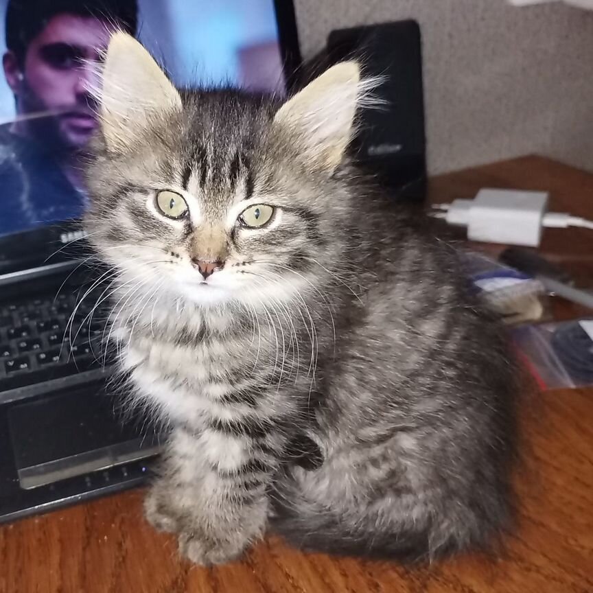 Котенок девочка в добрые руки