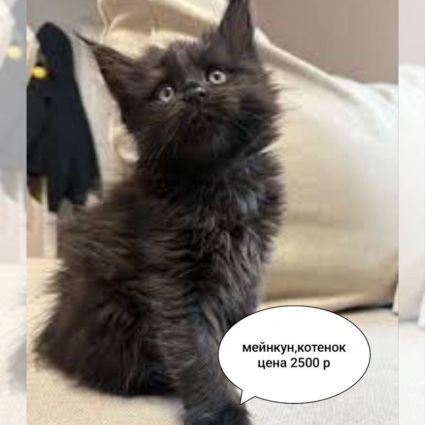 Котёнок в добрые руки