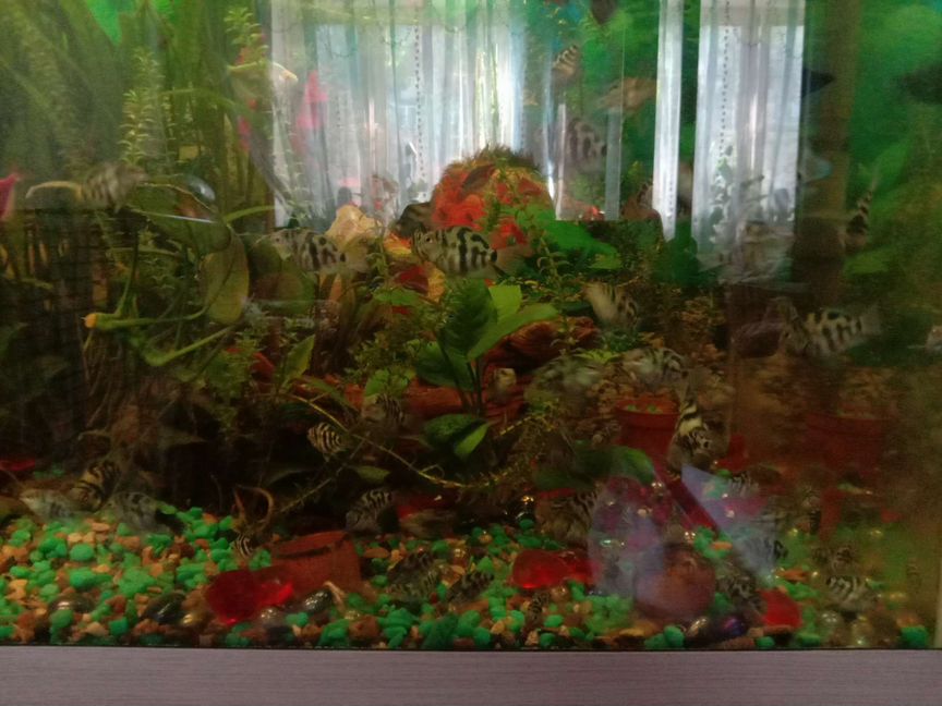 Аквариумные рыбки продаю