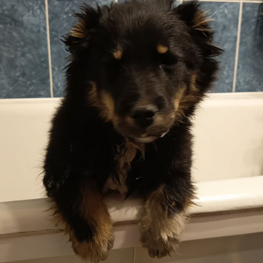 Щенок в добрые руки