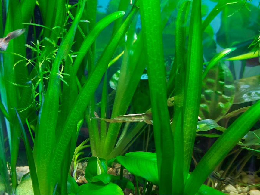 Аквариумное растение