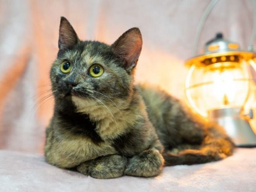 Кошечка в добрые руки