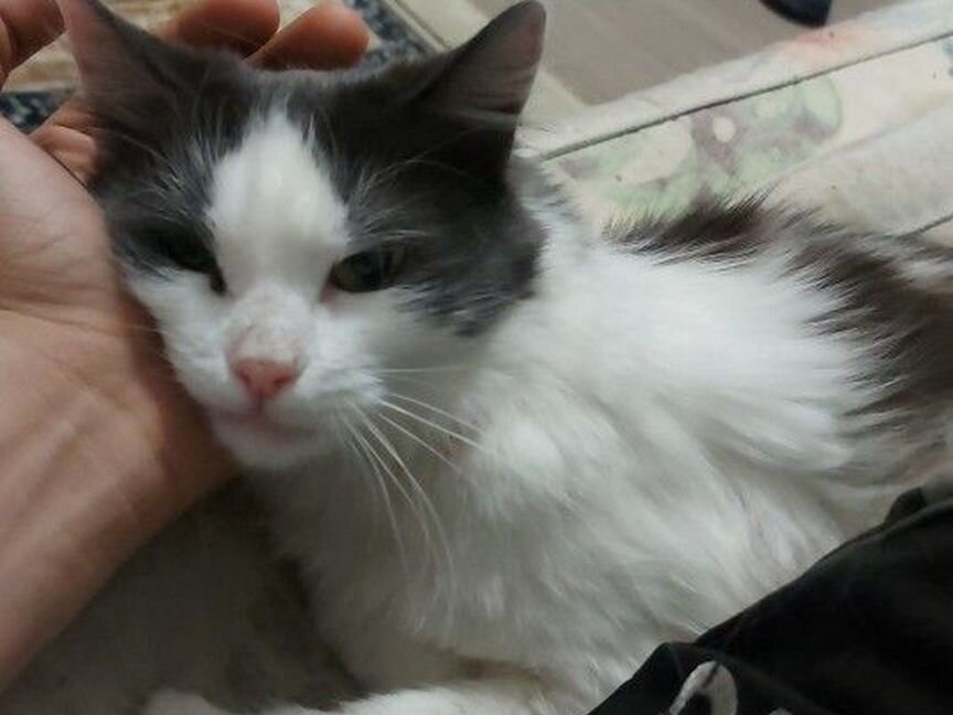 Очень ласковая кошка ищет дом