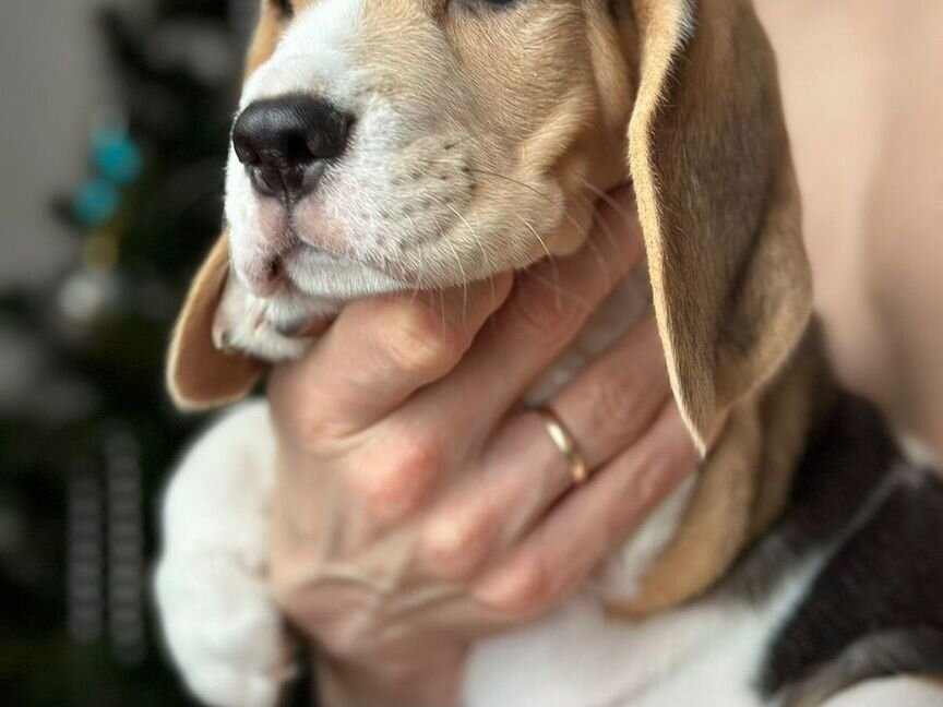 Щенок бигль