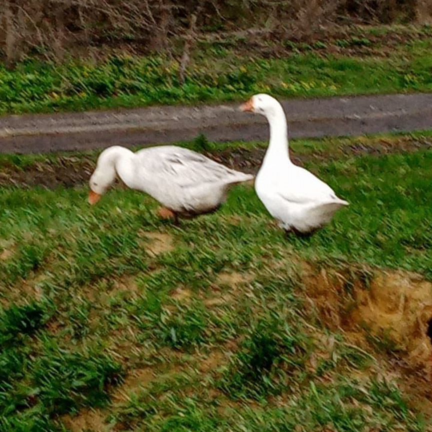 Гуси(пух,перо