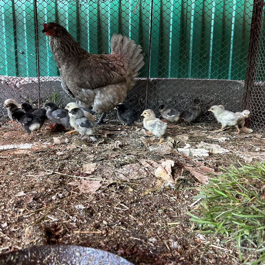 Продам Клушку с Цеплятами