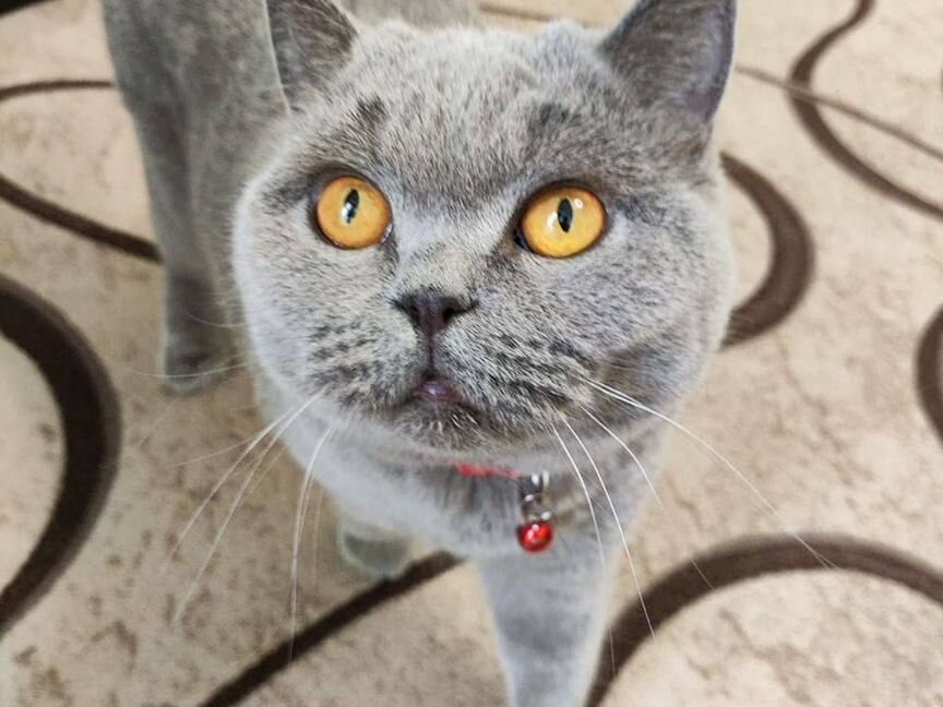 Ласковая британка ищет новую семью