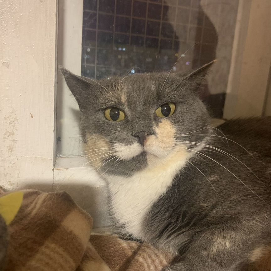 Просто кошка