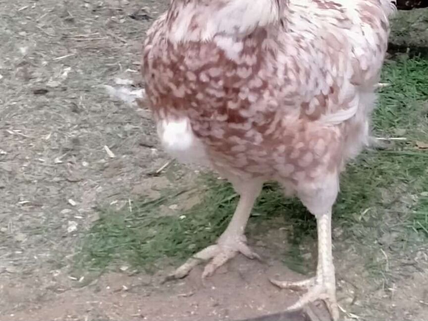 Куры Орловские ситцевые