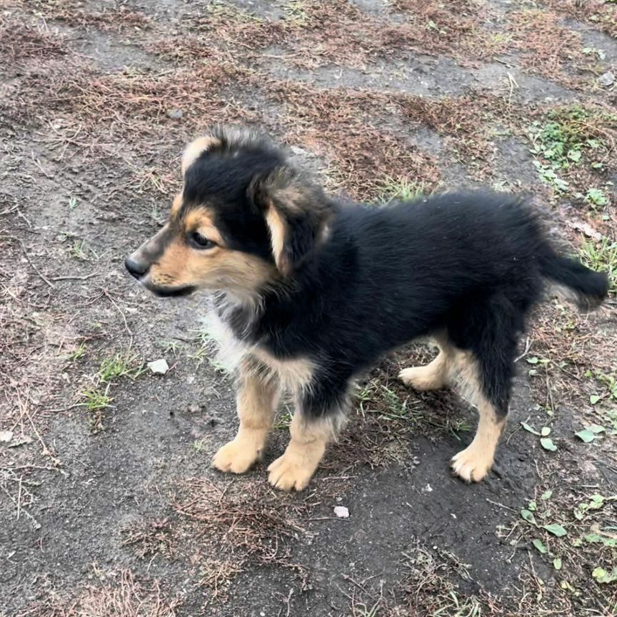 Красивый щенок от небольшой собаки