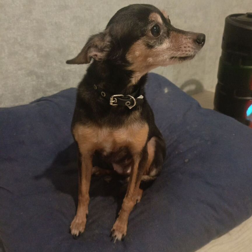 Русский той-терьер, взрослая собака